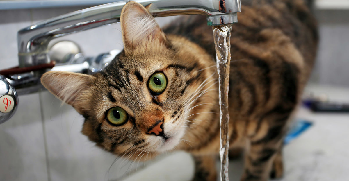 How to Treat Chronic Kidney Disease (CKD) in Pets – Kidney Chek